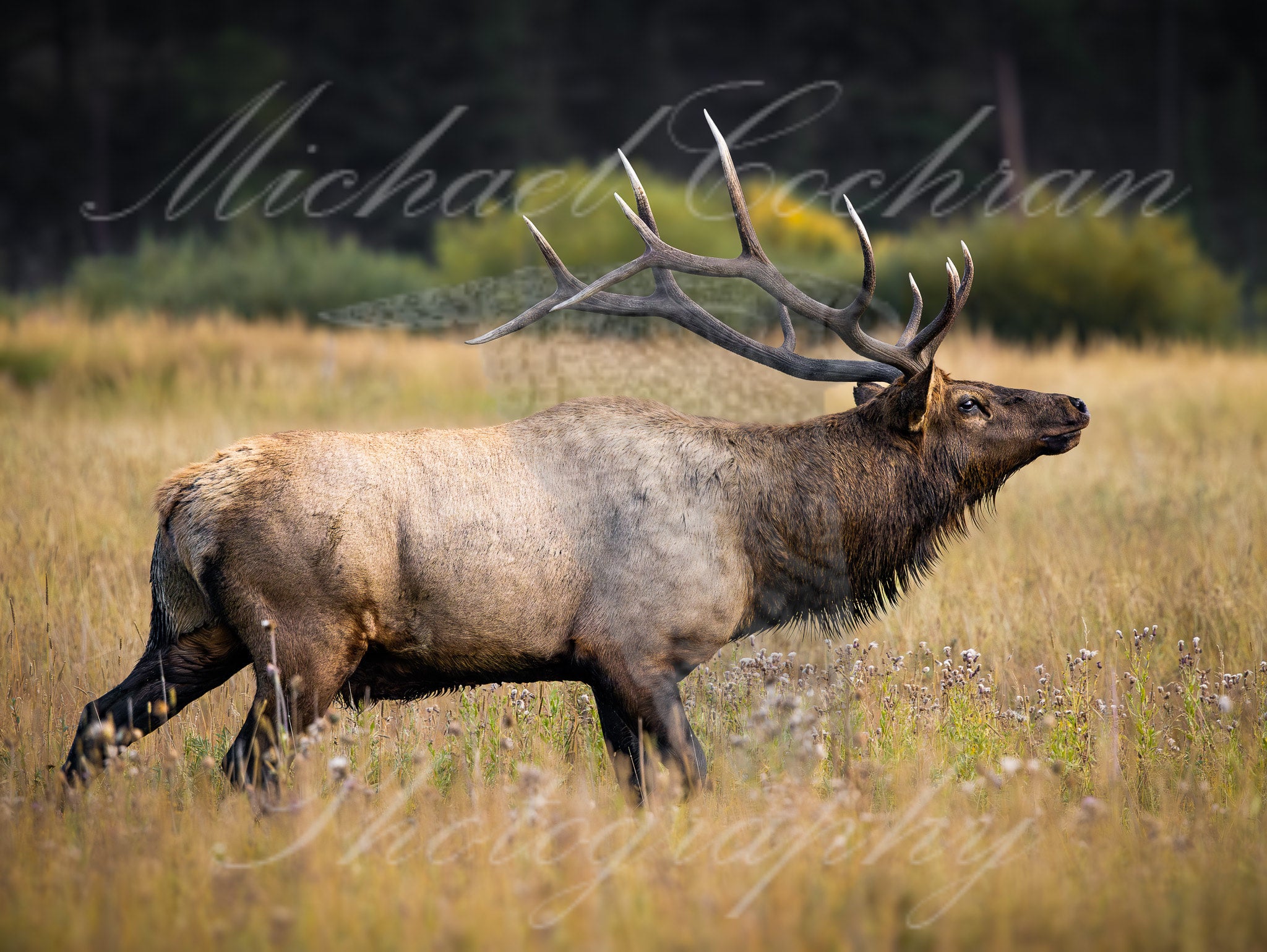 Fall pop | Michael Cochran Photography